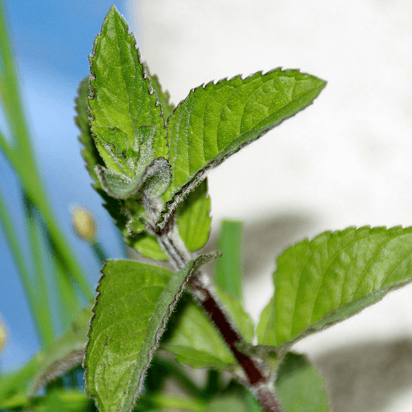 Peppermint Japanese Organic Essential Oil - Aromatics Canada Inc.